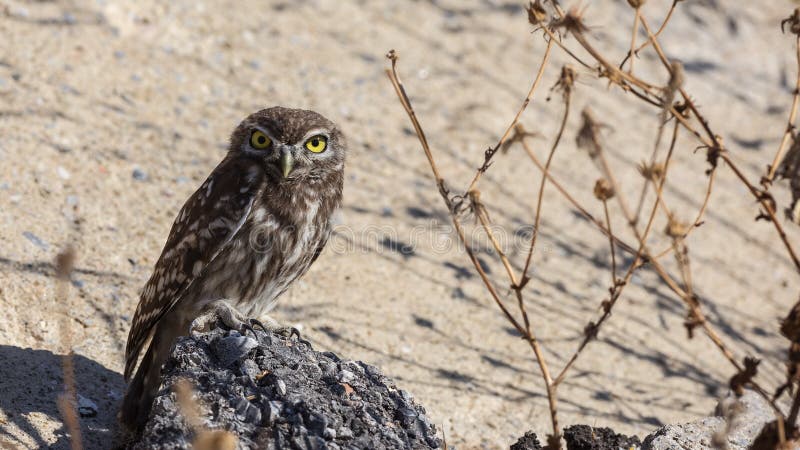 Little Owl on Rock stock image. Image of little, feather - 74373011
