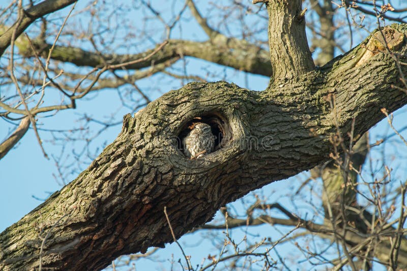 Little Owl Roosting stock photo. Image of urban, london - 51304974