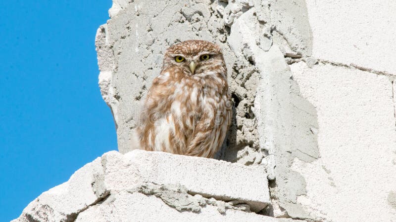 Little Owl Sits on a Construction Site Stock Photo - Image of predator ...