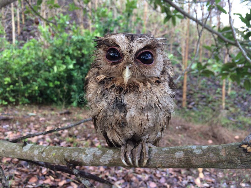 Little owl on tree stock image. Image of wildlife, prey - 94156559