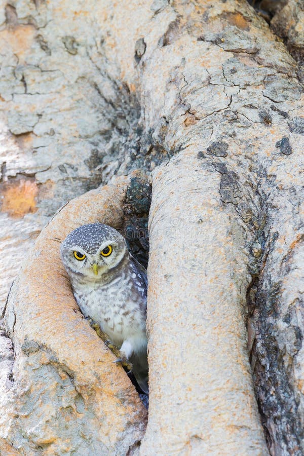 Little Owl in Tree Hole, Wild Animal Stock Photo - Image of closeup ...