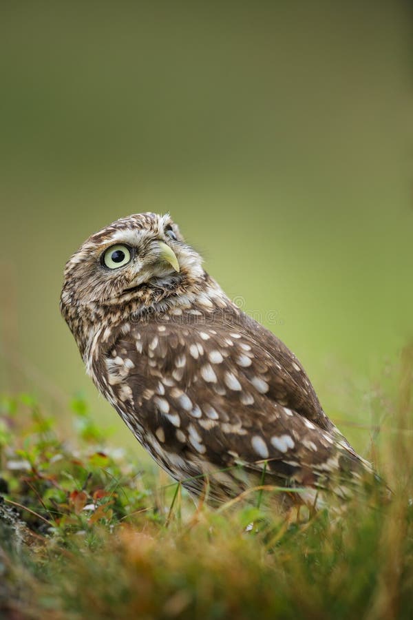 Little owl stock image. Image of countryside, mammal - 43561455