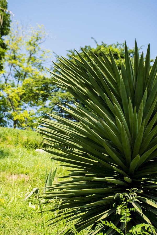 Little Palm Tree stock image. Image of nature, palm, forest - 44723677