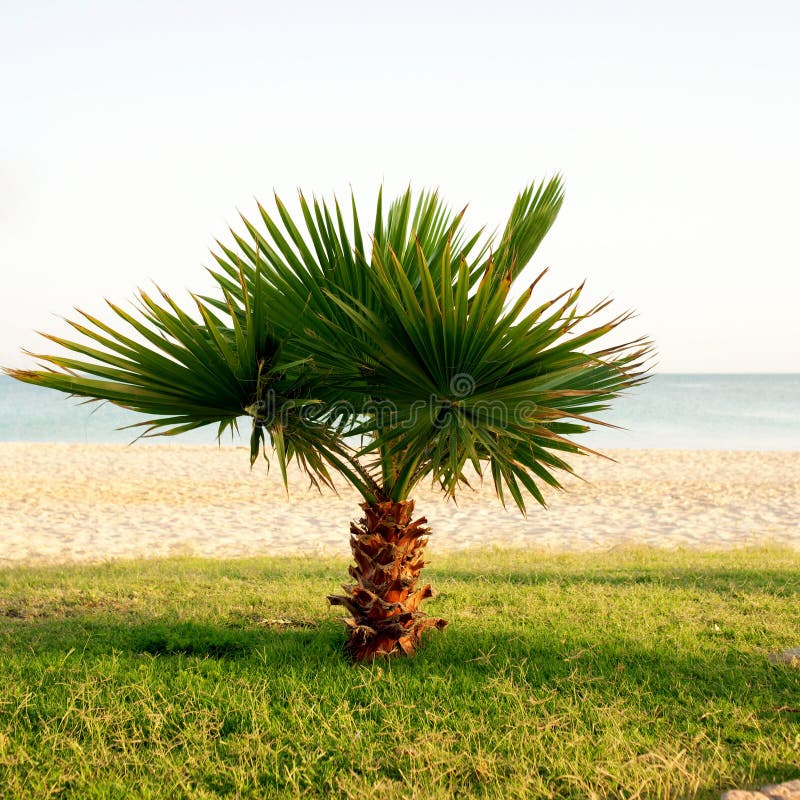 Little Palm Tree on the Beach. Stock Image - Image of shore, square ...