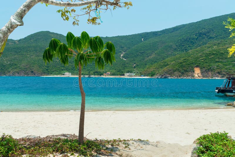 Little Palm Tree with Green Leaves on the Beach and Mountain Stock ...