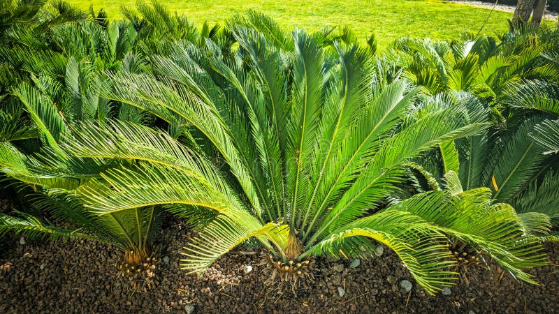 Little Palm Trees Growing Soil Garden Stock Photos - Free & Royalty ...