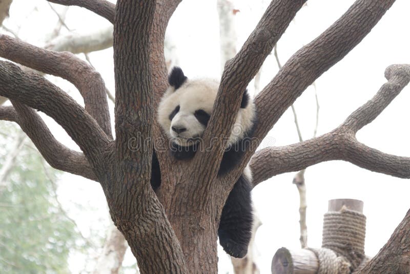 Little Panda Cub on the Tree, China Stock Image - Image of nature ...