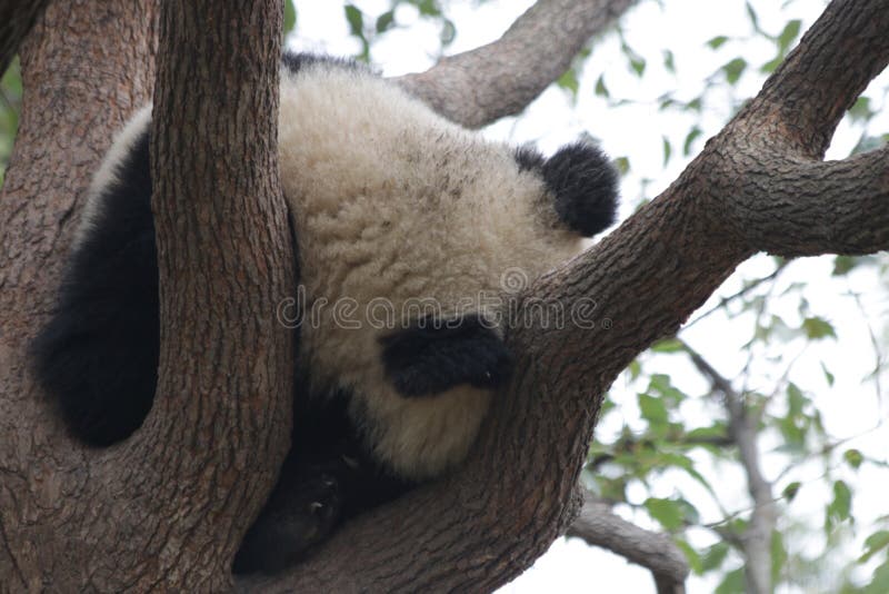 Little Panda Cub on the Tree, China Stock Photo - Image of conservation ...