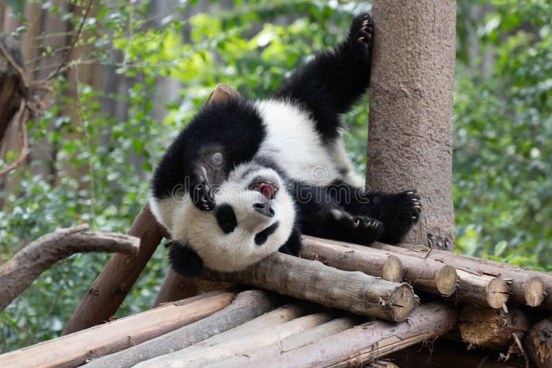 Little Panda on the Tree, Chengdu Panda Base Stock Photo - Image of ...