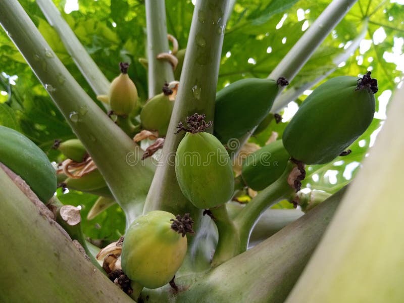 Little papaya baby papaya stock photo. Image of plant - 207292090