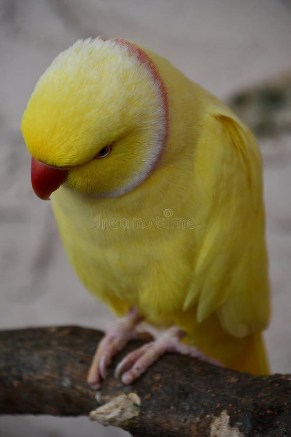 An Little Parakeet Bird stock photo. Image of fauna - 291438282