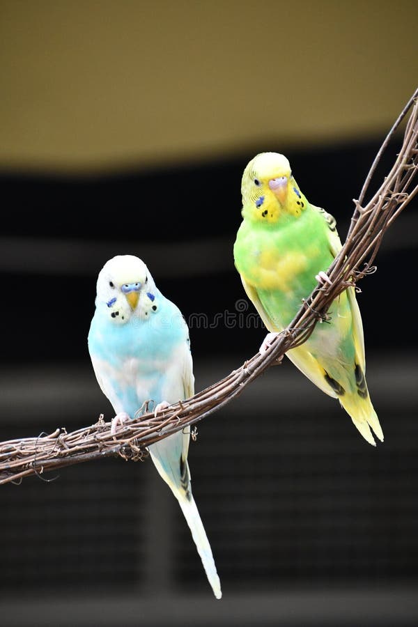 An Little Parakeet Bird stock photo. Image of australian - 293350874