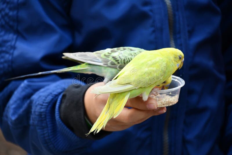 An Little Parakeet Bird stock image. Image of close - 293350987