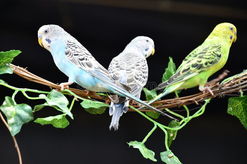An Little Parakeet Bird stock photo. Image of bird, avian - 293351066