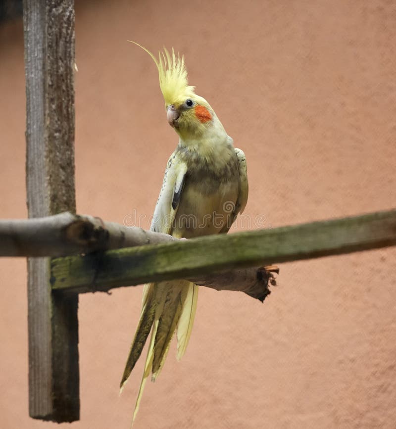 Little parakeet closeup stock photo. Image of yellow - 72058268