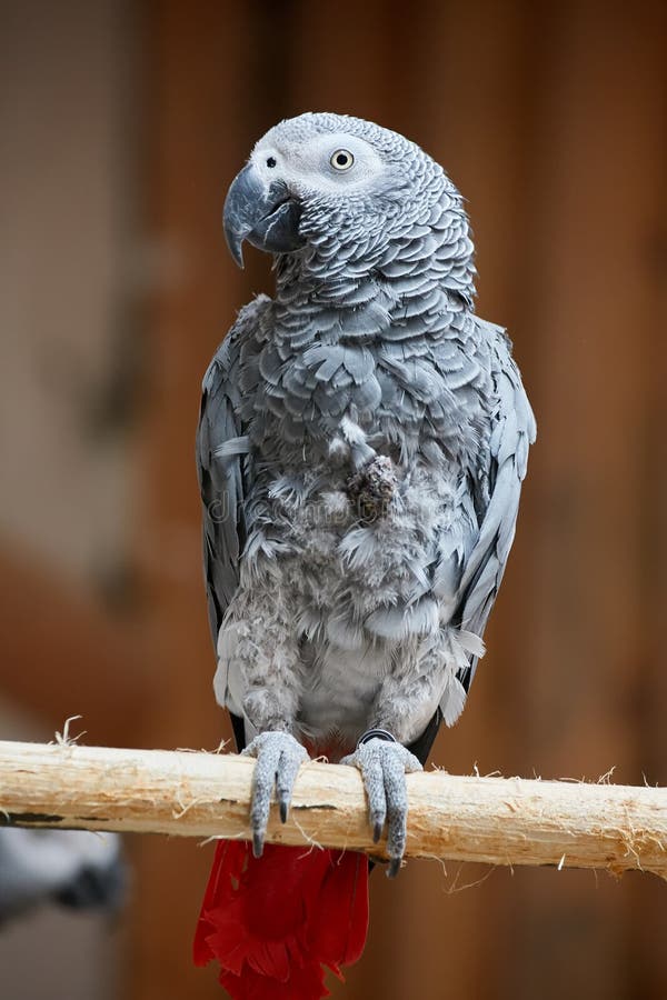 Little parakeet closeup stock photo. Image of amusing - 72058528