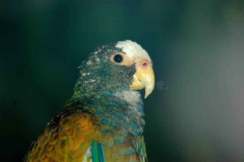 Little parrot stock photo. Image of parrot, animals, birds - 1011418