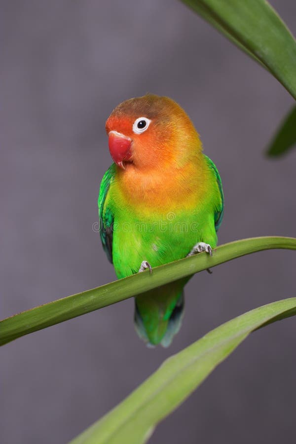 Little parrot stock image. Image of bird, domestic, african - 476873