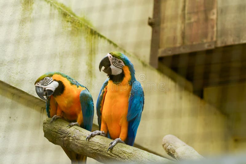 Little Parrots in Nature Park Stock Image - Image of kuala, flower ...