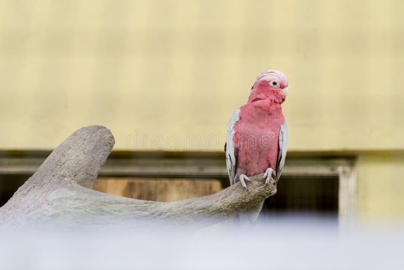 Little Parrots in Nature Park Stock Photo - Image of green, exotic ...