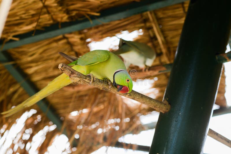 Little Parrots in Nature Park Stock Photo - Image of green, flower ...