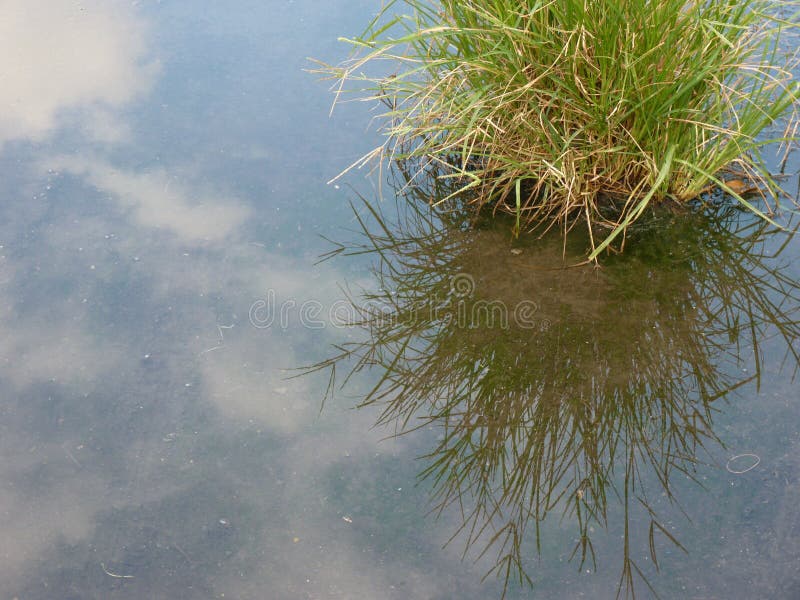 Little Part of Grass in the Water Stock Image - Image of petal, bloom ...
