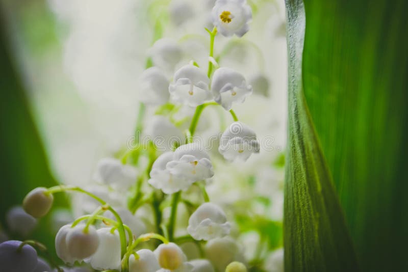 Flowers stock photo. Image of grass, tree, hobby, flowers - 102289284