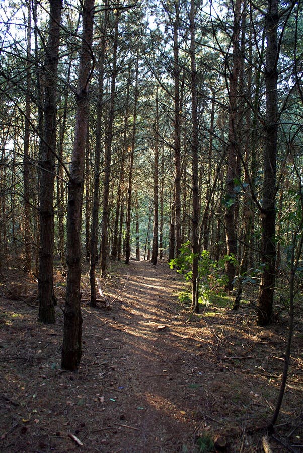 Little Path Through The Forest Picture. Image: 5430773