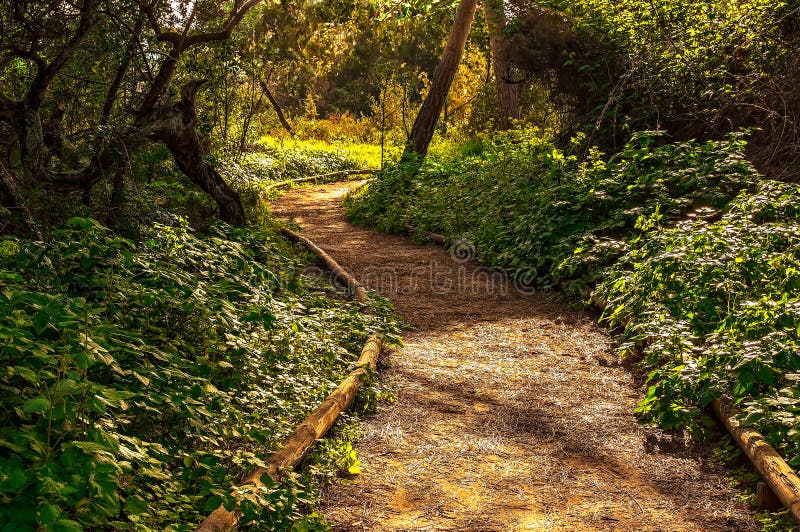 Little path in the forest stock photo. Image of woods - 150101456