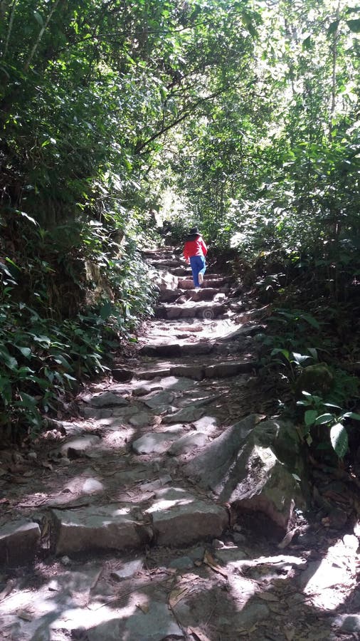 Little path in the forest stock image. Image of ascent - 123470105