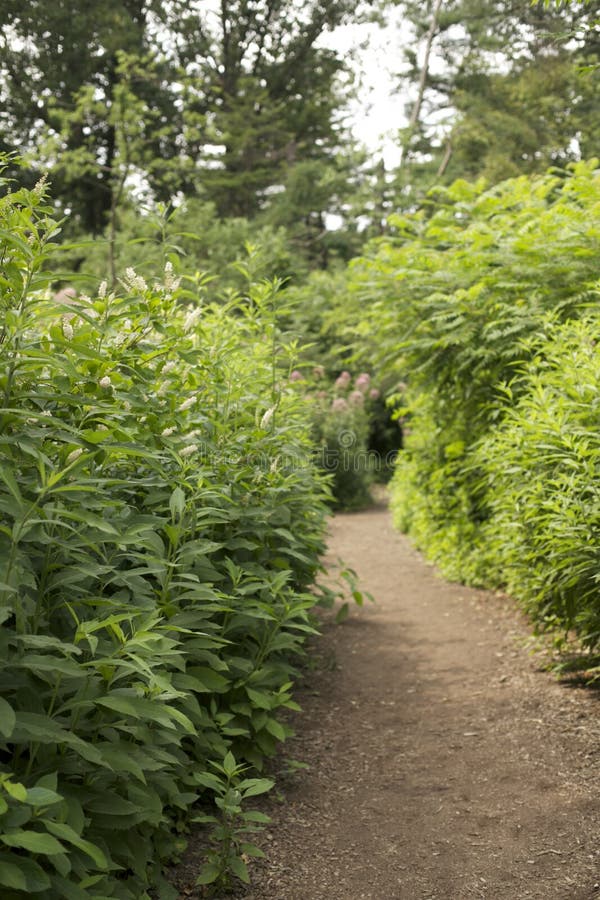 Little Path stock photo. Image of path, garden, inviting - 43221434