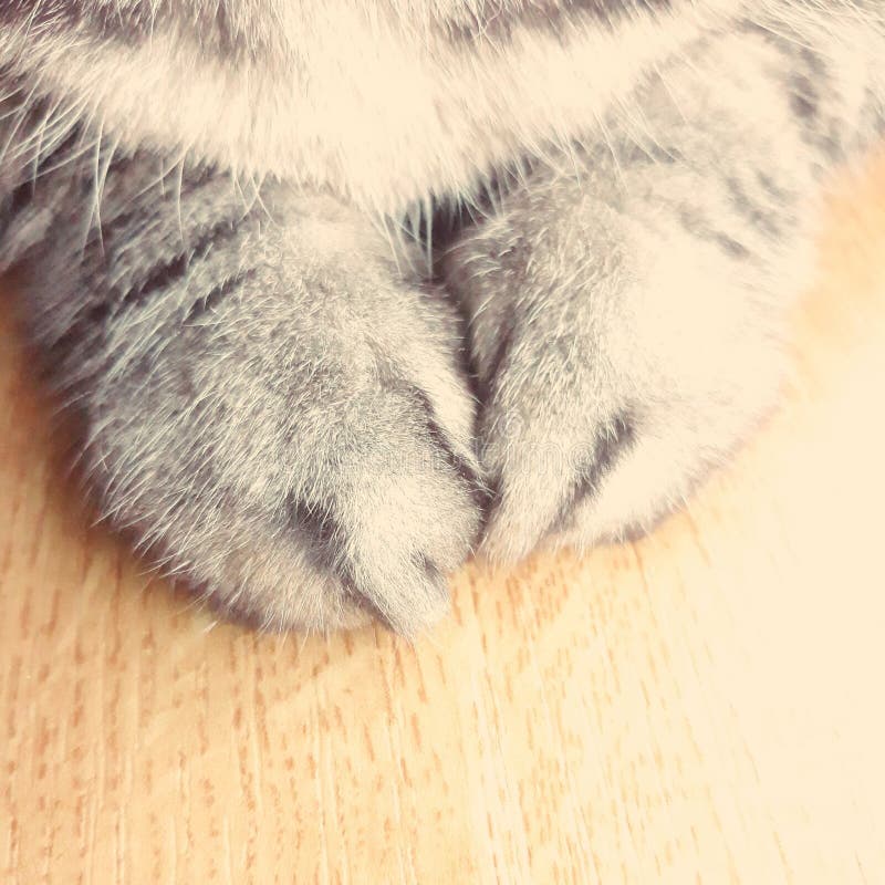 Cat paws pets stock photo. Image of beautiful, light - 122826880