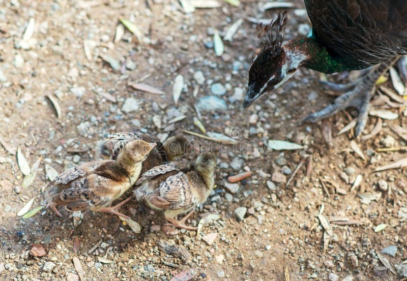 Little peacocks. stock photo. Image of domestic, little - 87159066