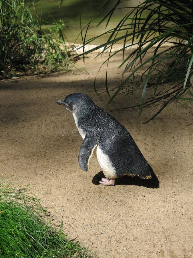 Little Penguin Underwater Diving between Plants Stock Photo - Image of ...