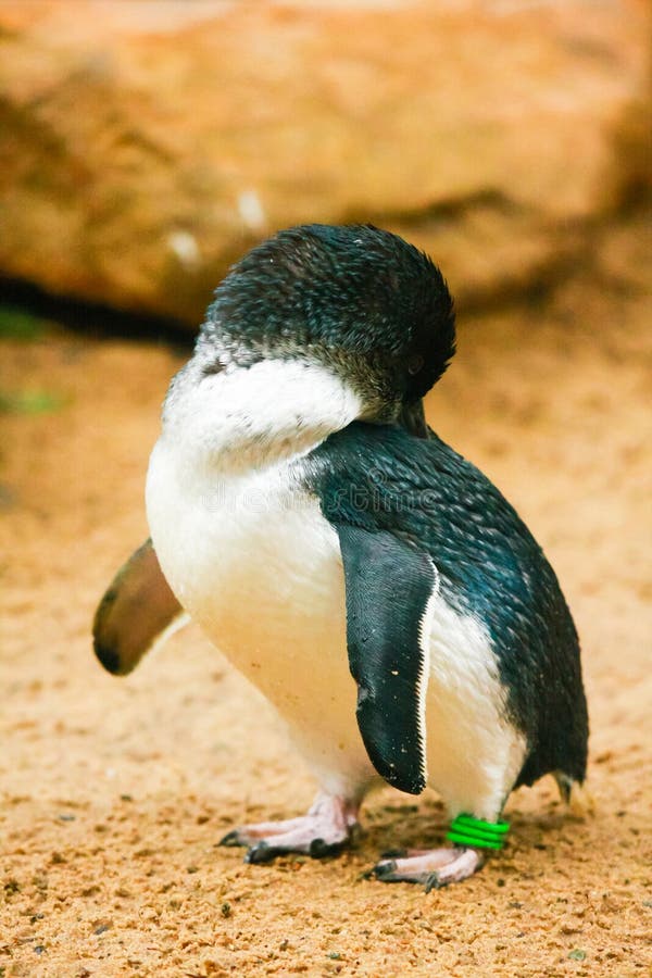 Little Blue Penguin Nest Stock Photos - Free & Royalty-Free Stock ...