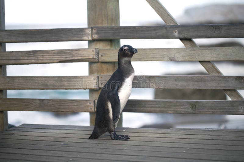 Penguin on the Boardwalk stock image. Image of walkw - 265524121