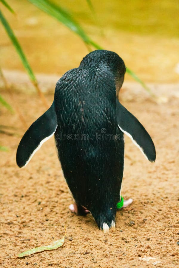 Little penguin stock photo. Image of small, bird, fairy - 97366292