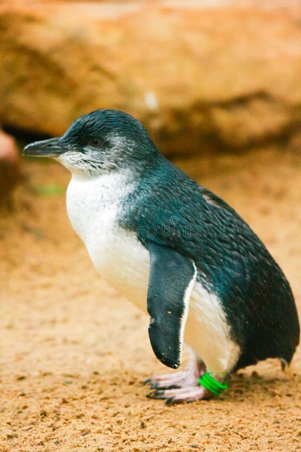 Little penguin stock photo. Image of korora, small, island - 97366118