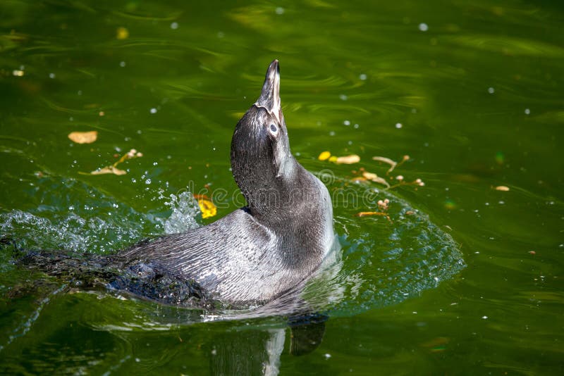 Little Penguin Swims in a Lake Stock Photo - Image of marine, emperor ...