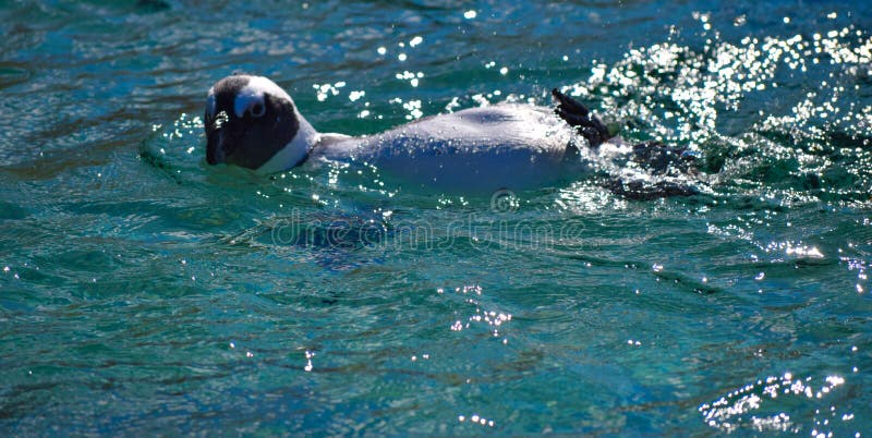 Little Penguin Taking a Swim Stock Image - Image of fall, harvest ...