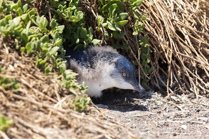 Little Penguin Young in a Burrow Stock Image - Image of park, burrow ...