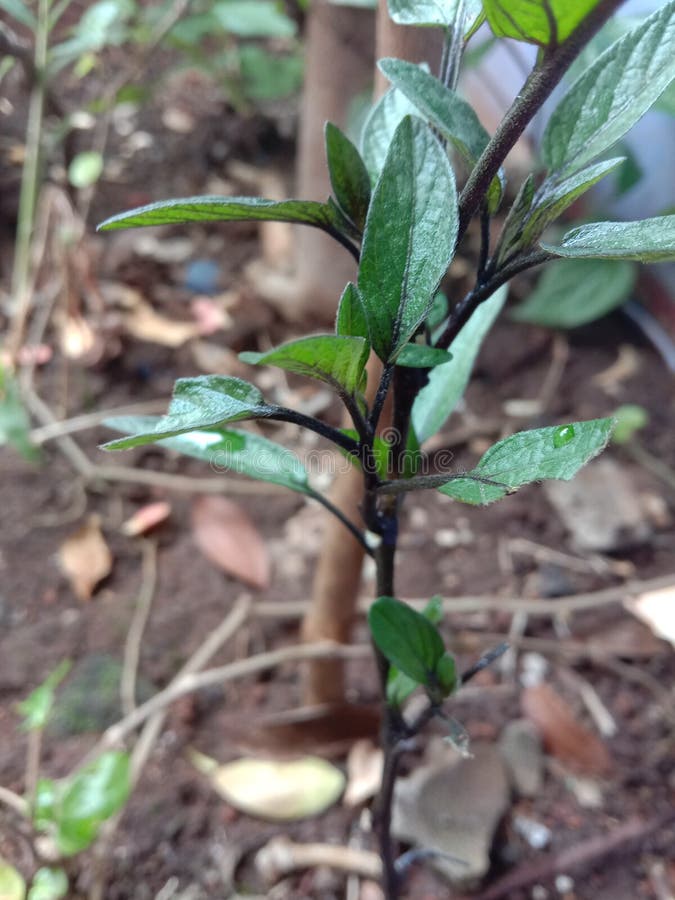 The Little Pepino Tree stock image. Image of life, save - 221351035