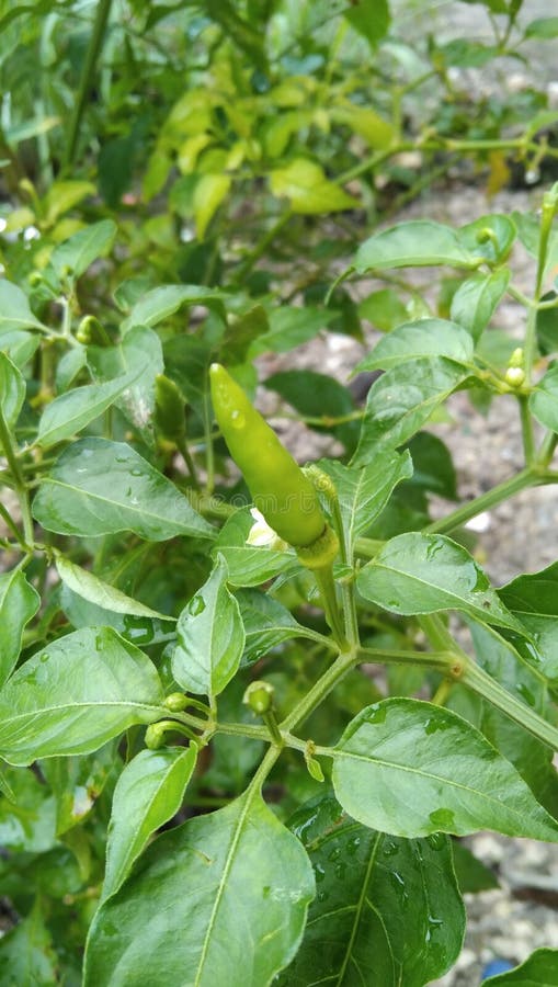 Little Pepper in the Garden Stock Image - Image of food, produce: 263017999