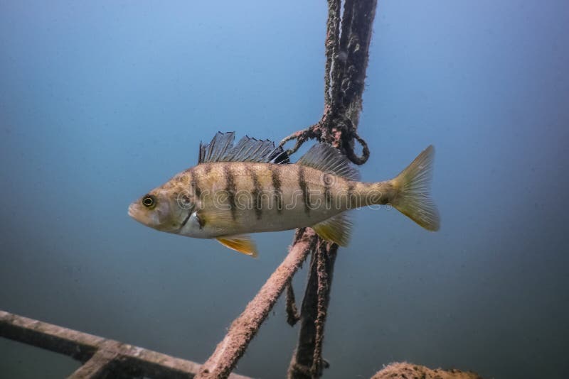 Little Perch Side View While Diving In A Lake Stock Image Image Of Healthful Predator 194337879