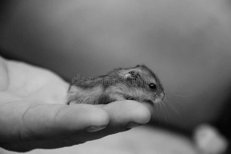 Pet Dzungarian Hamster on Hand Stock Image - Image of white, monochrome ...