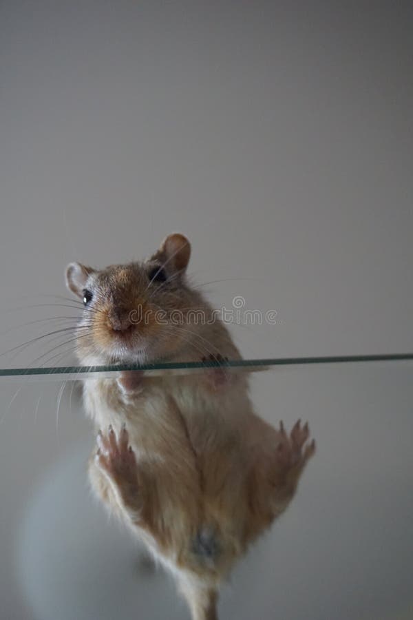 A little pet gerbil. stock photo. Image of nose, animal - 271776786