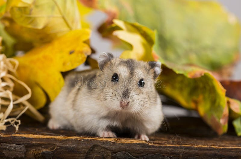 Little pet hamster stock image. Image of russian, animal - 78858247