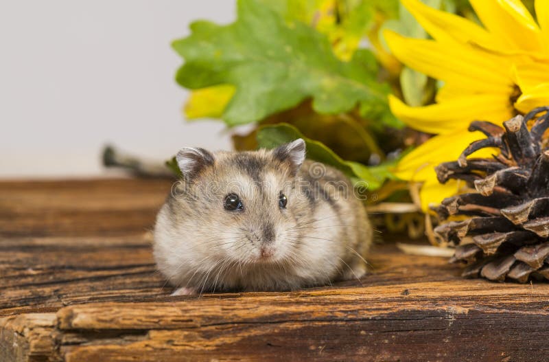 Little pet hamster stock image. Image of care, colors - 78858307