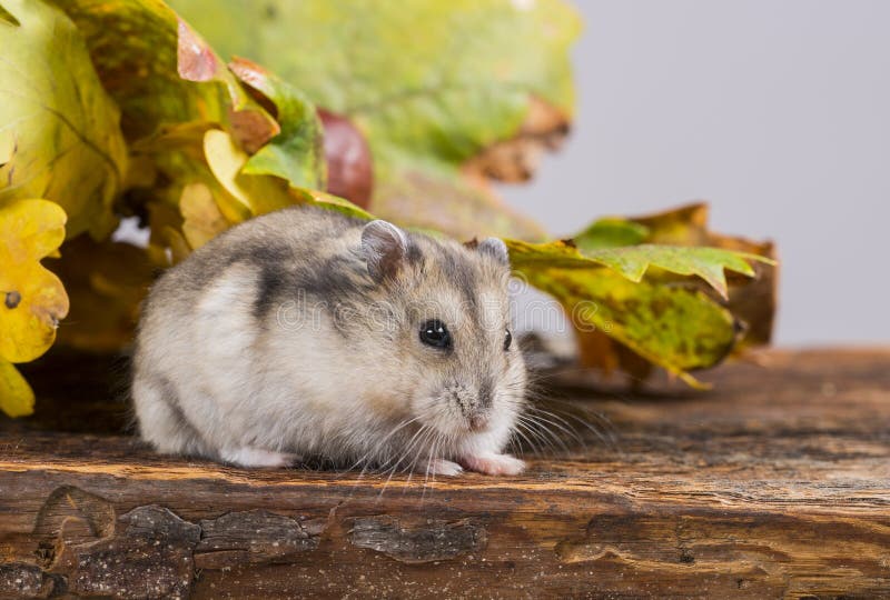 Little pet hamster stock image. Image of tail, leaves - 78858481