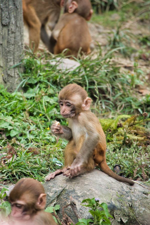 Little philosopher stock photo. Image of little, monkey - 284167820